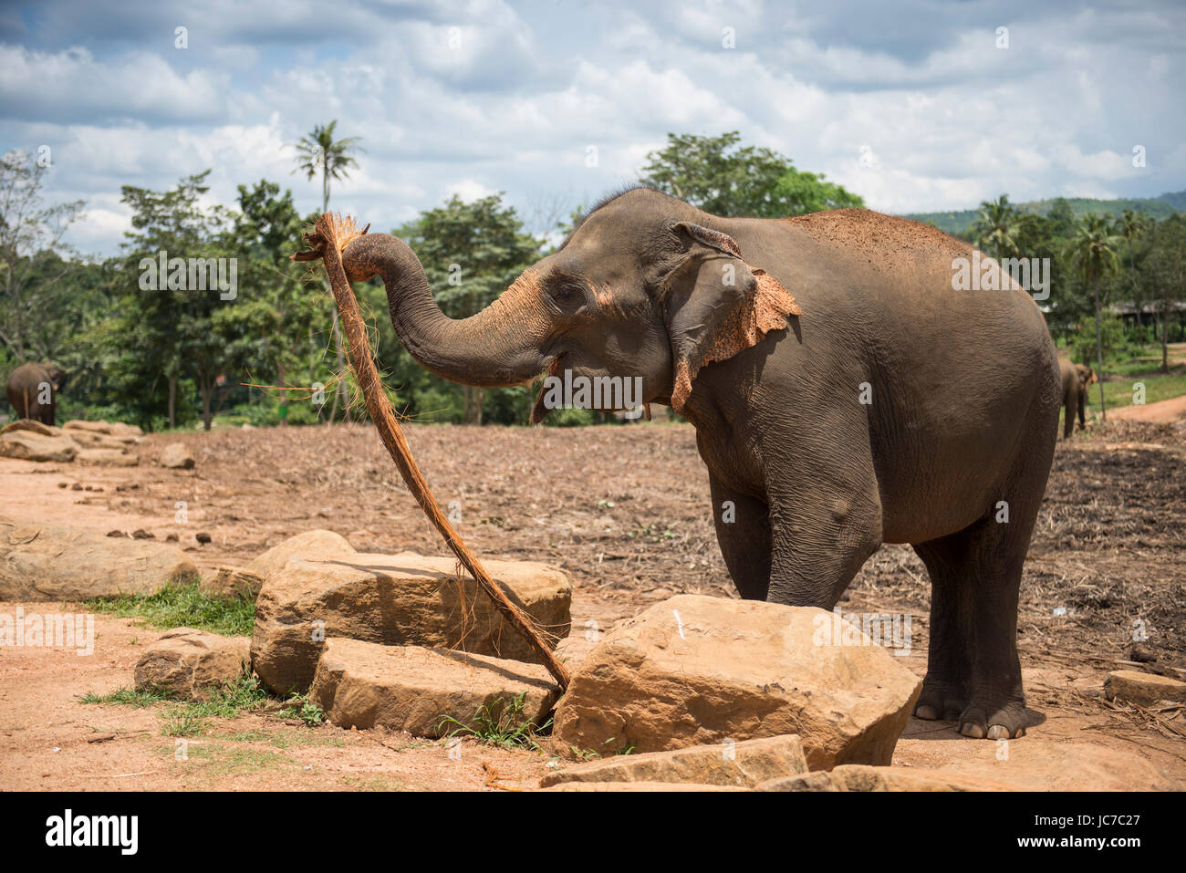 An Asian elephant Stock Photo - Alamy
