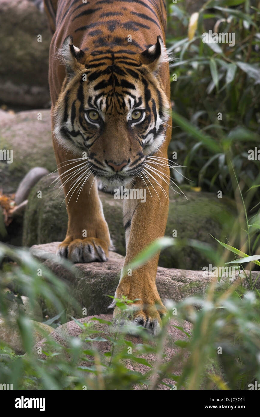 Sumatra tiger, Sumatran tiger, Panthera tigris sumatrae, Sumatra-Tiger ...