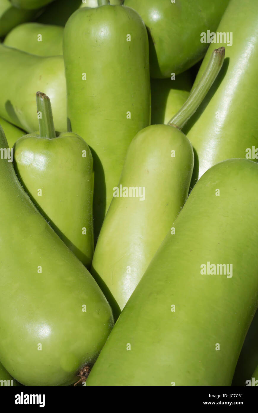 Opo squash hi-res stock photography and images - Alamy