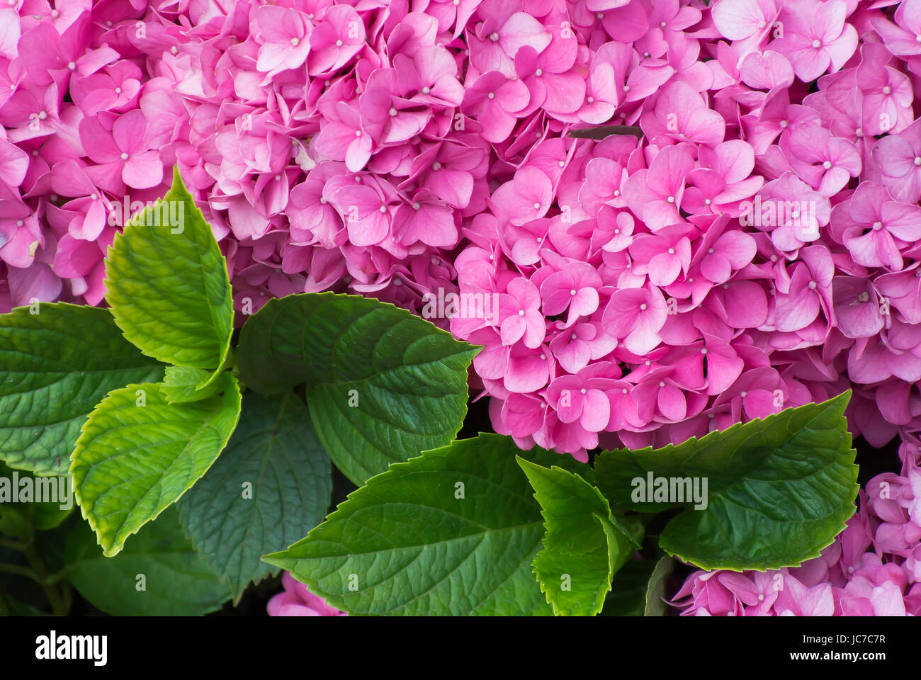 Hydrangea - Close Up Stock Photo - Alamy