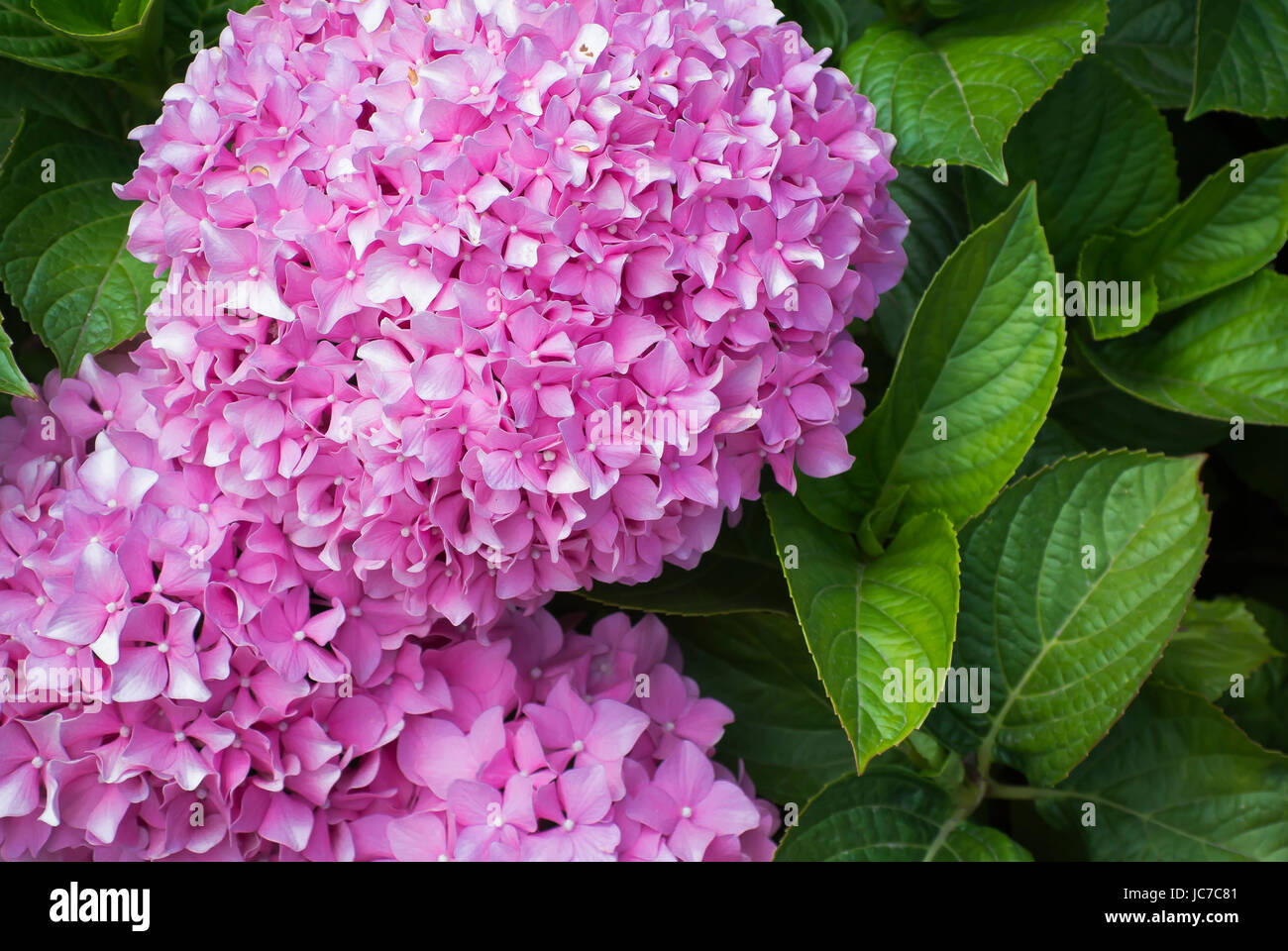Hydrangea - Close Up Stock Photo - Alamy