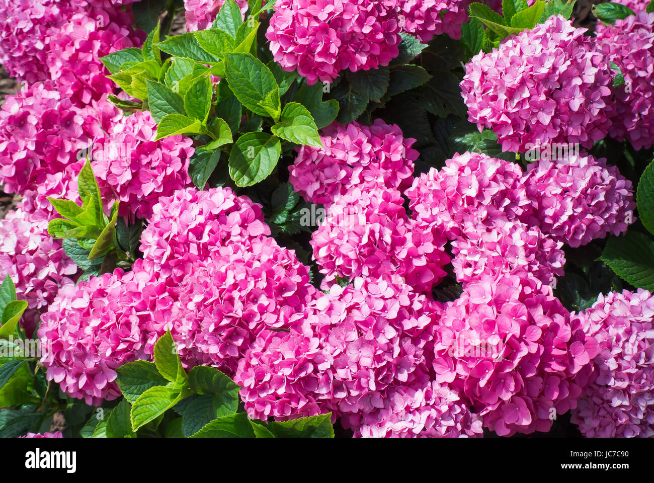Hydrangea - Close Up Stock Photo - Alamy