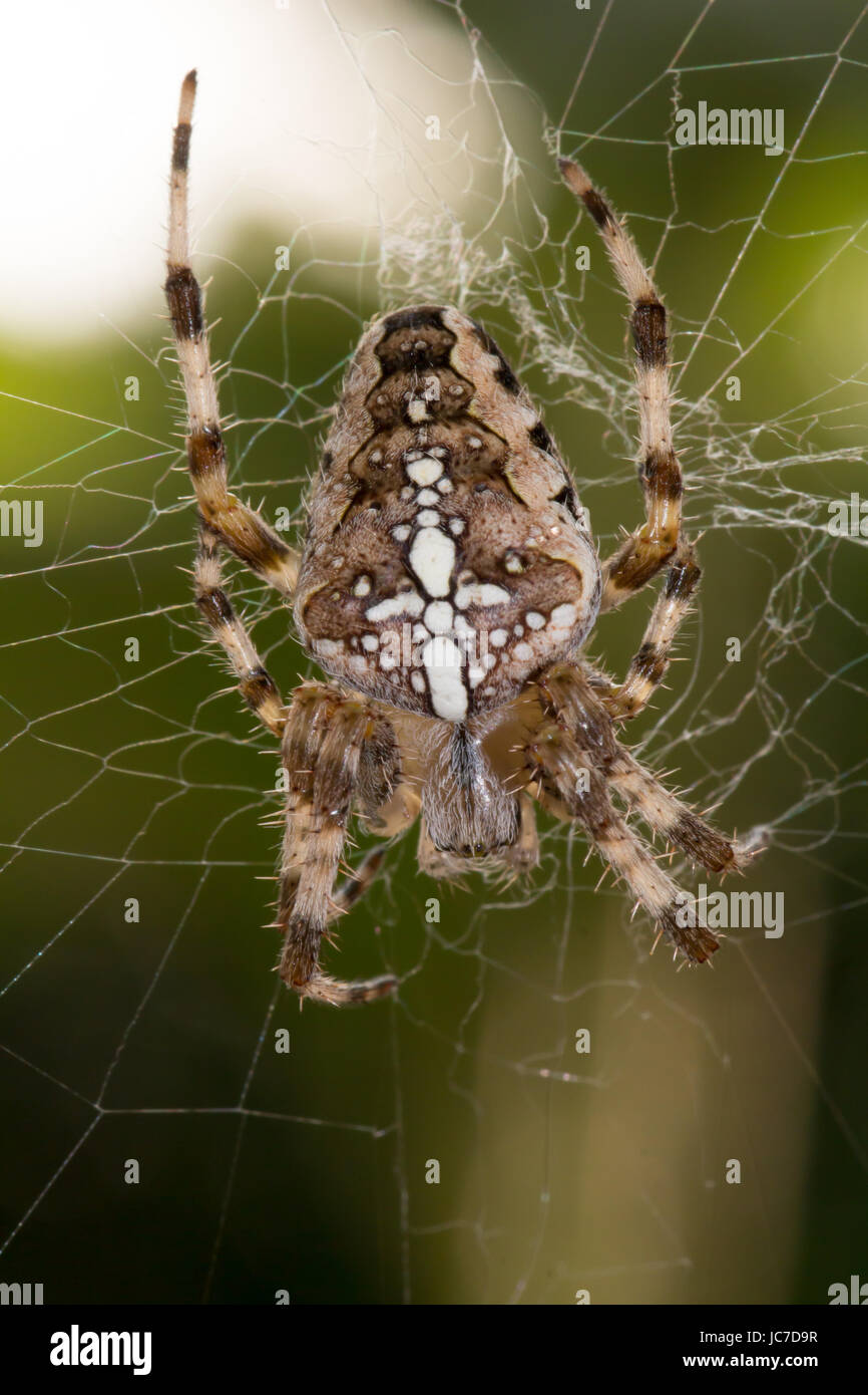 spider from above Stock Photo - Alamy