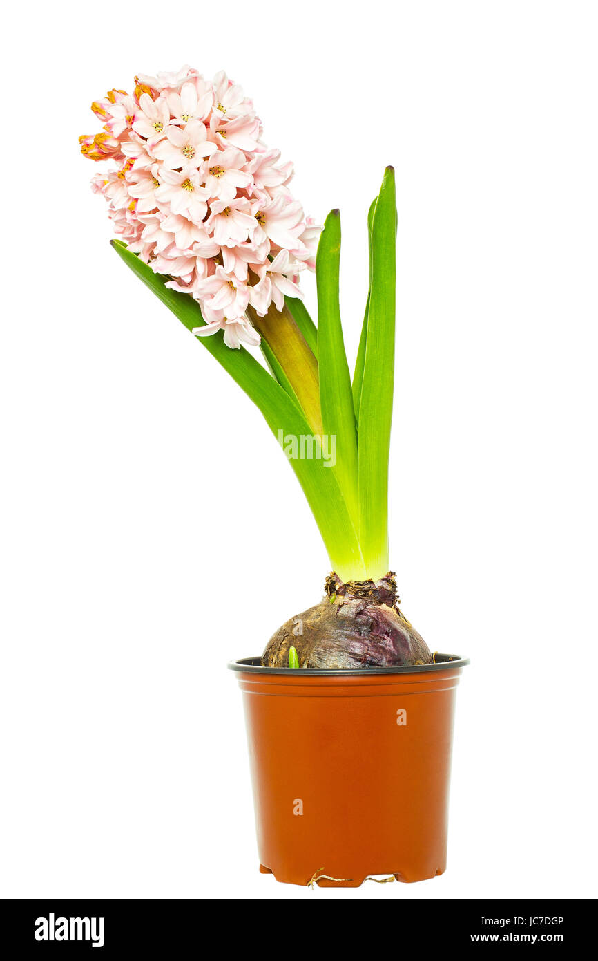 Hyacinth in flower pot Stock Photo - Alamy