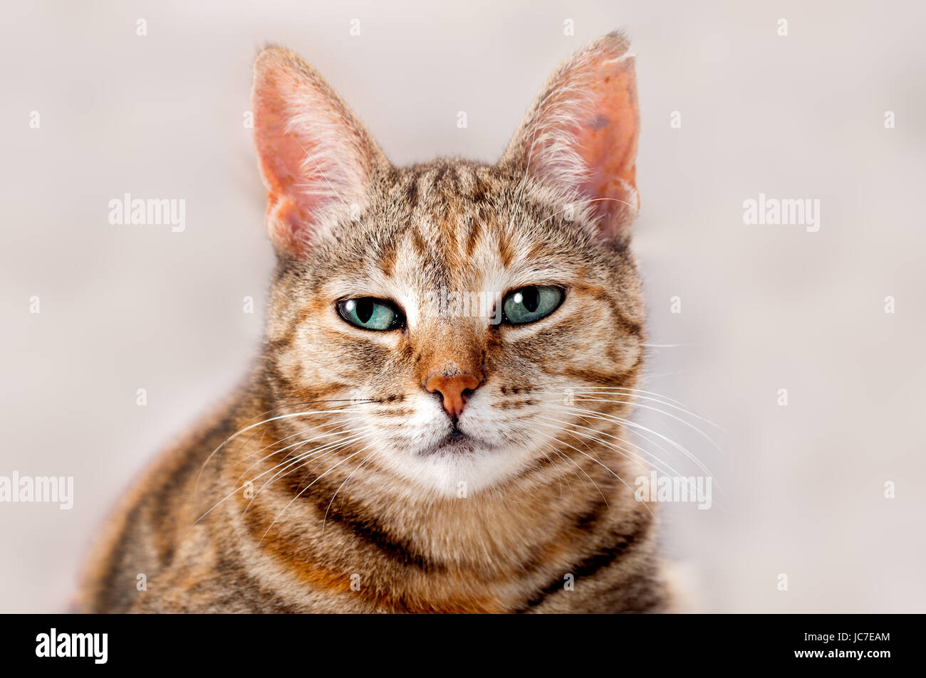 Young Attentive Female Cat Stock Photo - Alamy