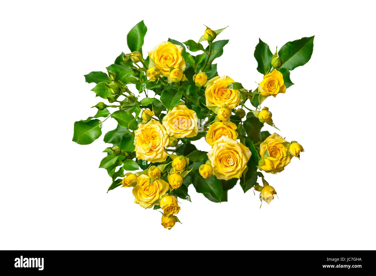 Yellow roses bouquet isolated on white background. Greeting card Stock ...