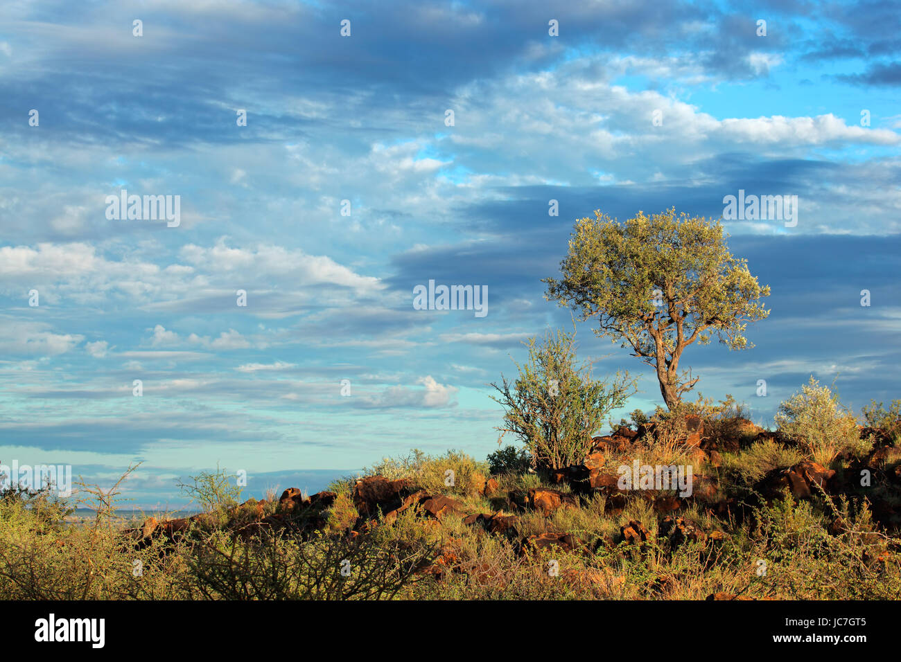 African landscape with a tree on a rocky ridge against a blue sky with ...