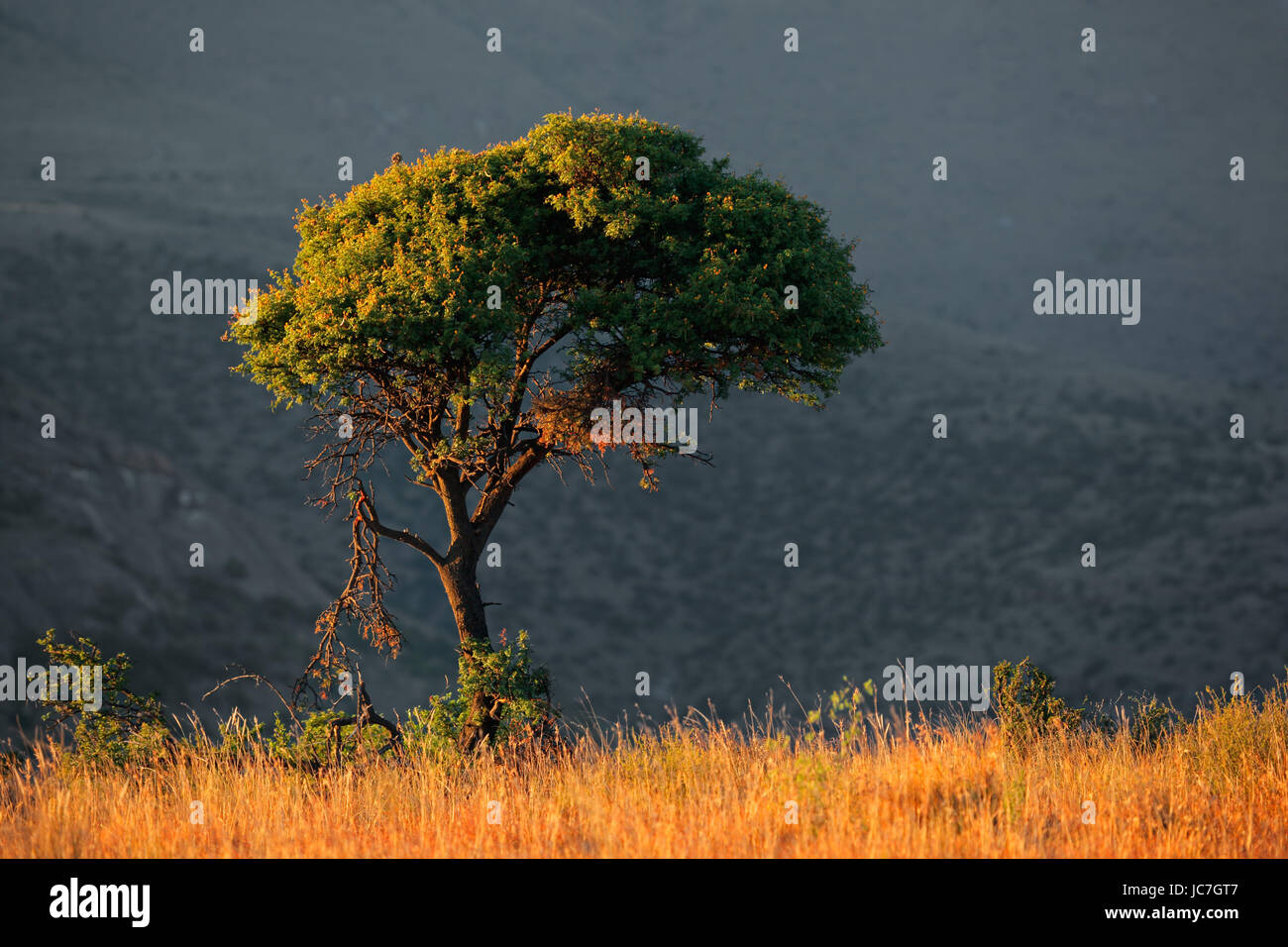 African landscape with a tree on a grassy ridge in early morning light ...
