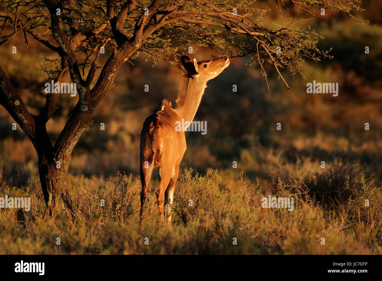 Feeding kudu antelope (Tragelaphus strepsiceros), South Africa Stock ...