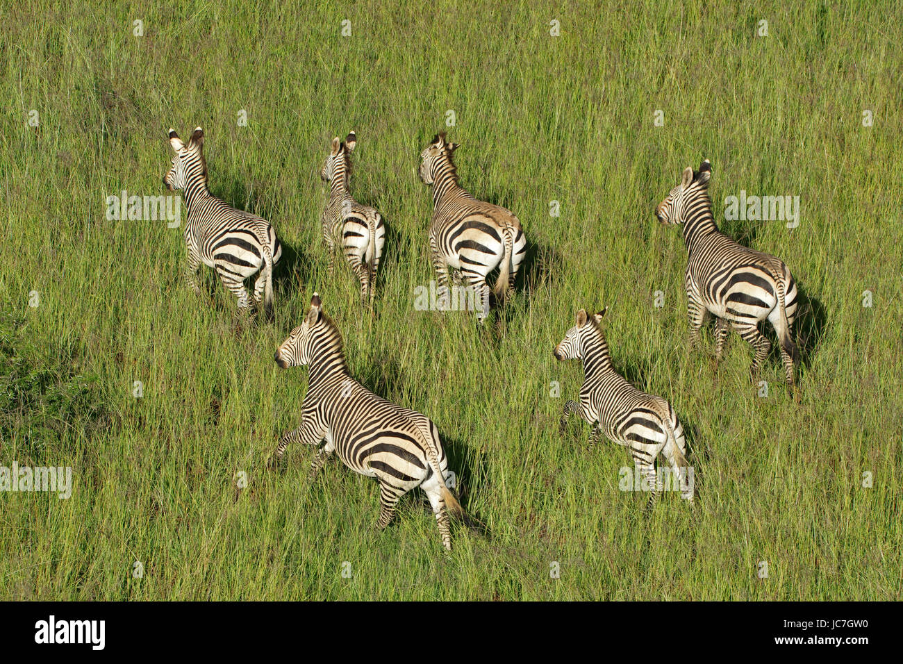 Aerial view of Hartmanns Mountain Zebras (Equus zebra hartmannae) in ...