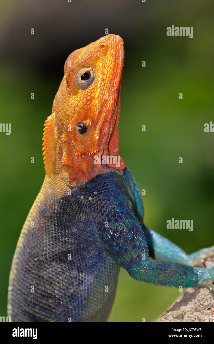Male rainbow agama (Agama agama) in bright breeding colors, Amboseli ...