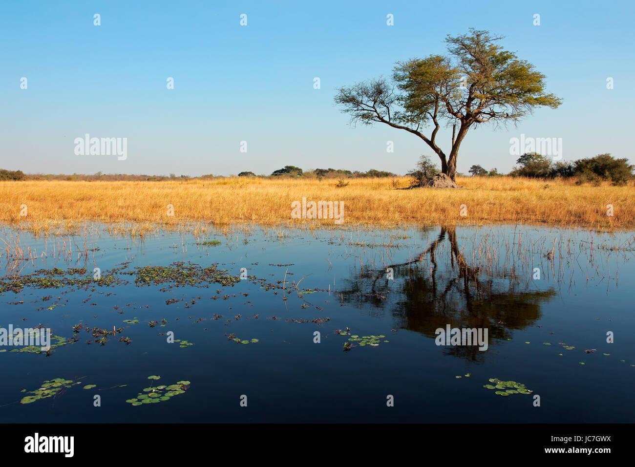 African landscape with an Acacia tree reflected in water, Kwando river ...