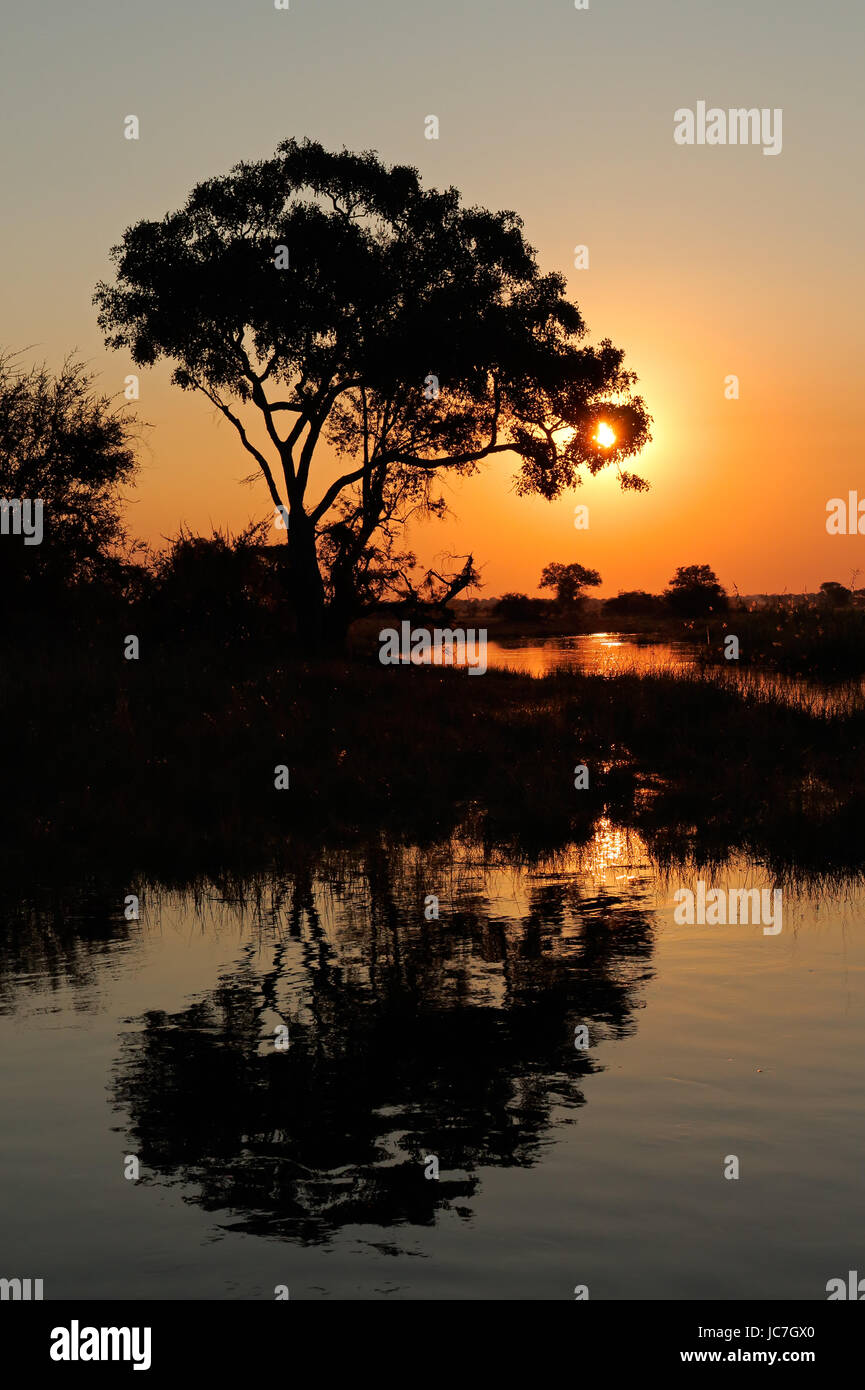 African landscape with an tree reflected in water at sunset, Kwando ...
