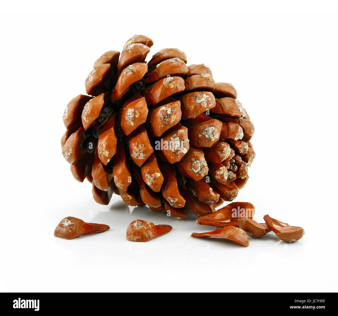 Nuts and Cone of Siberian Pine Isolated on White Background Stock Photo ...