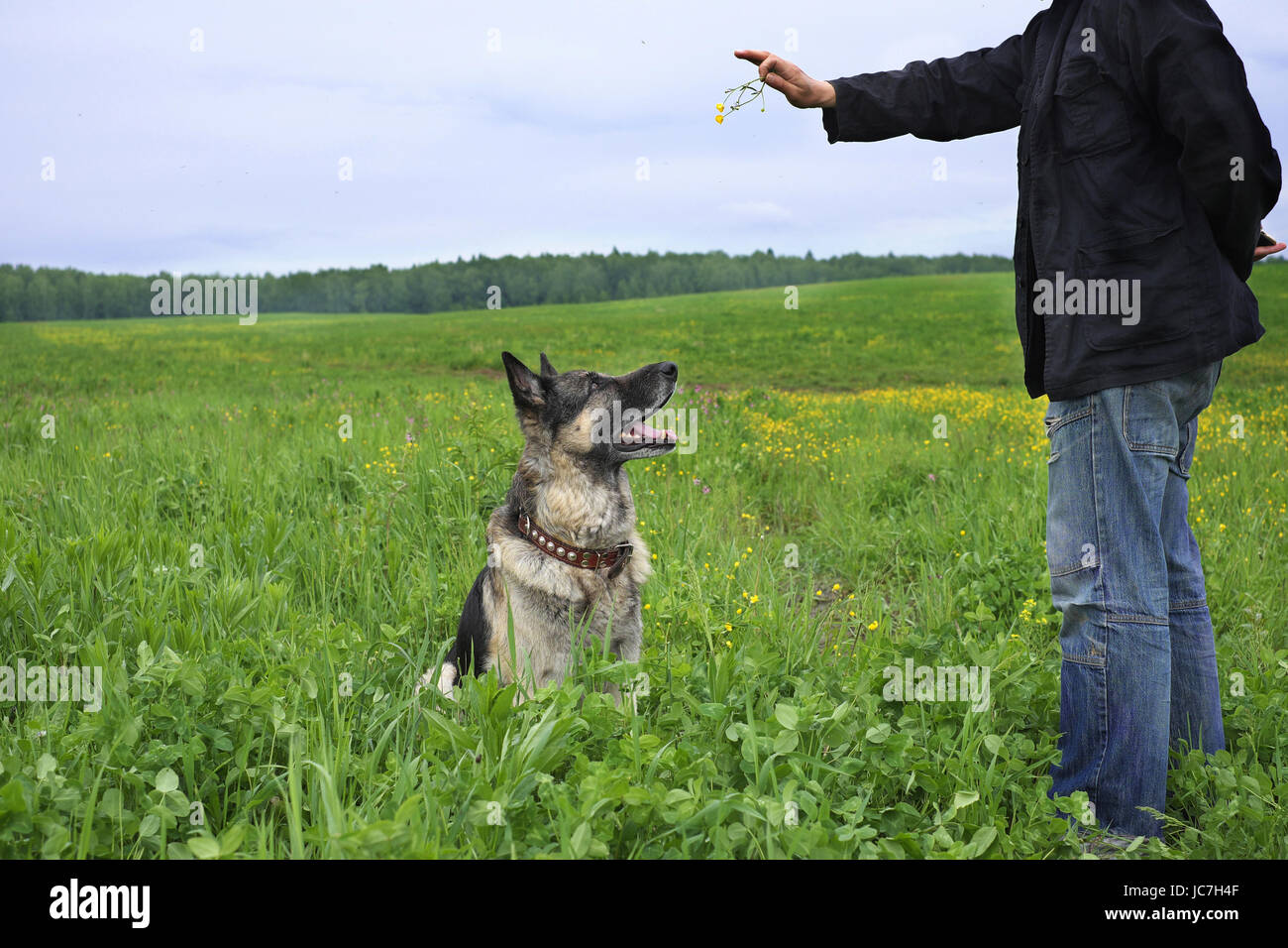 A dog teacher training a shepherd dog for obedience, field landscape in ...