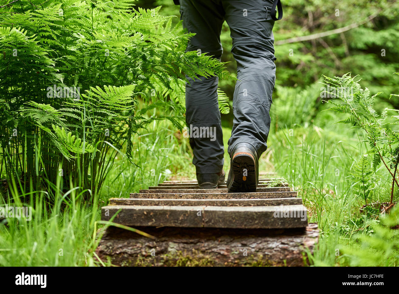 Man walking along a wooden path through the green forest Stock Photo ...