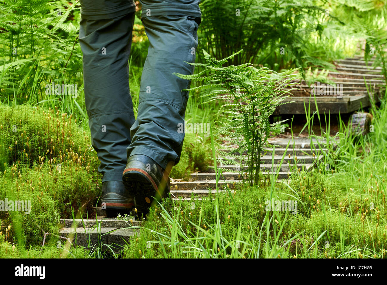 Man walking along a wooden path through the green forest Stock Photo ...
