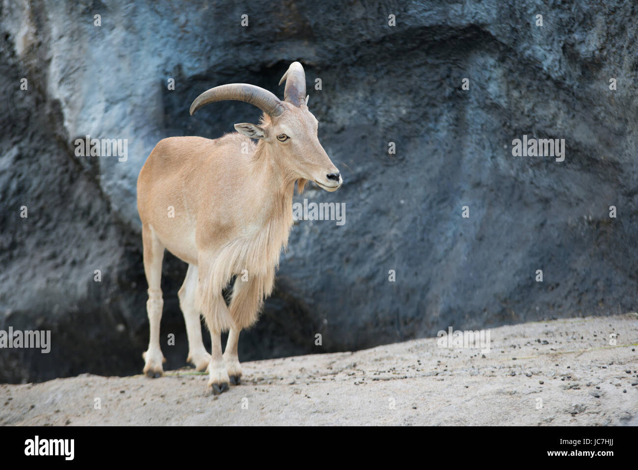 female Barbary sheep (Ammotragus lervia) standing on the rock Stock ...