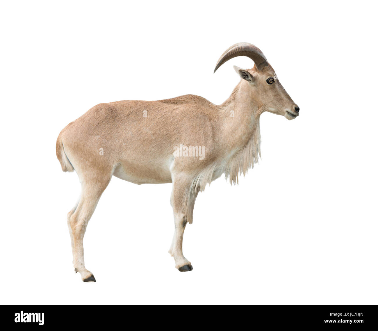 female Barbary sheep (Ammotragus lervia) isolated on white background ...