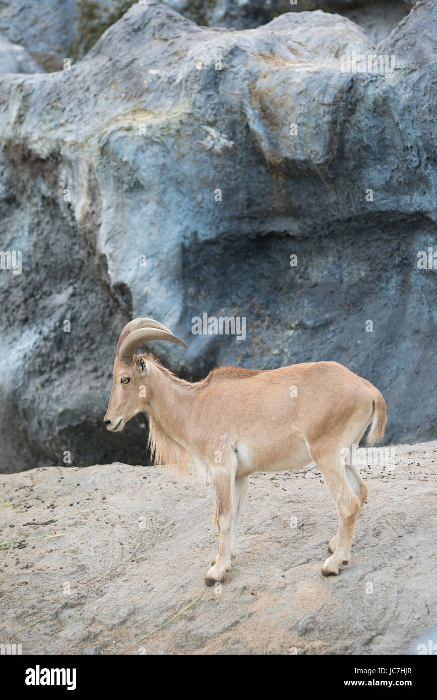 female Barbary sheep (Ammotragus lervia) standing on the rock Stock ...