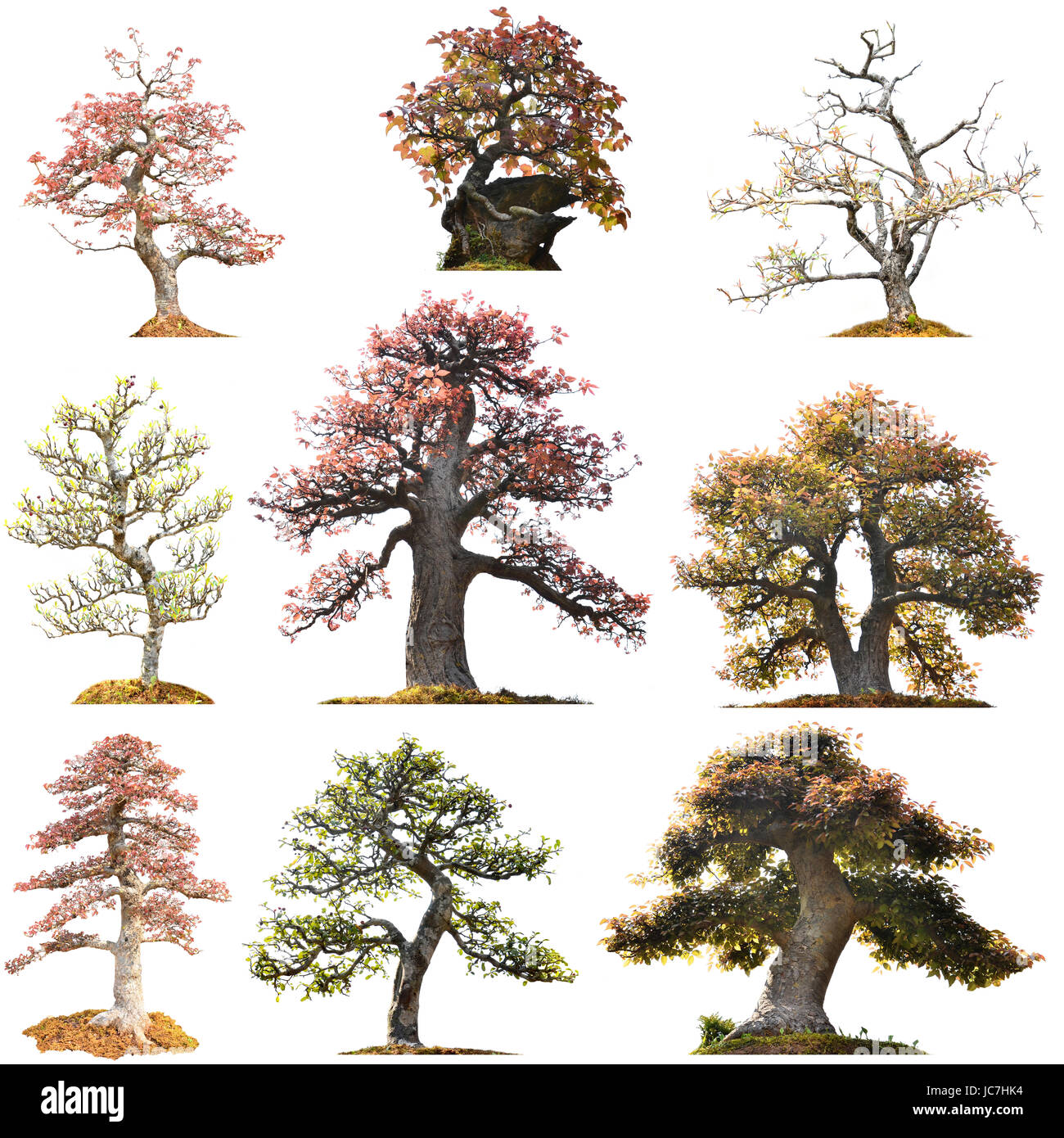 beautiful bonsai tree isolated on white background Stock Photo - Alamy