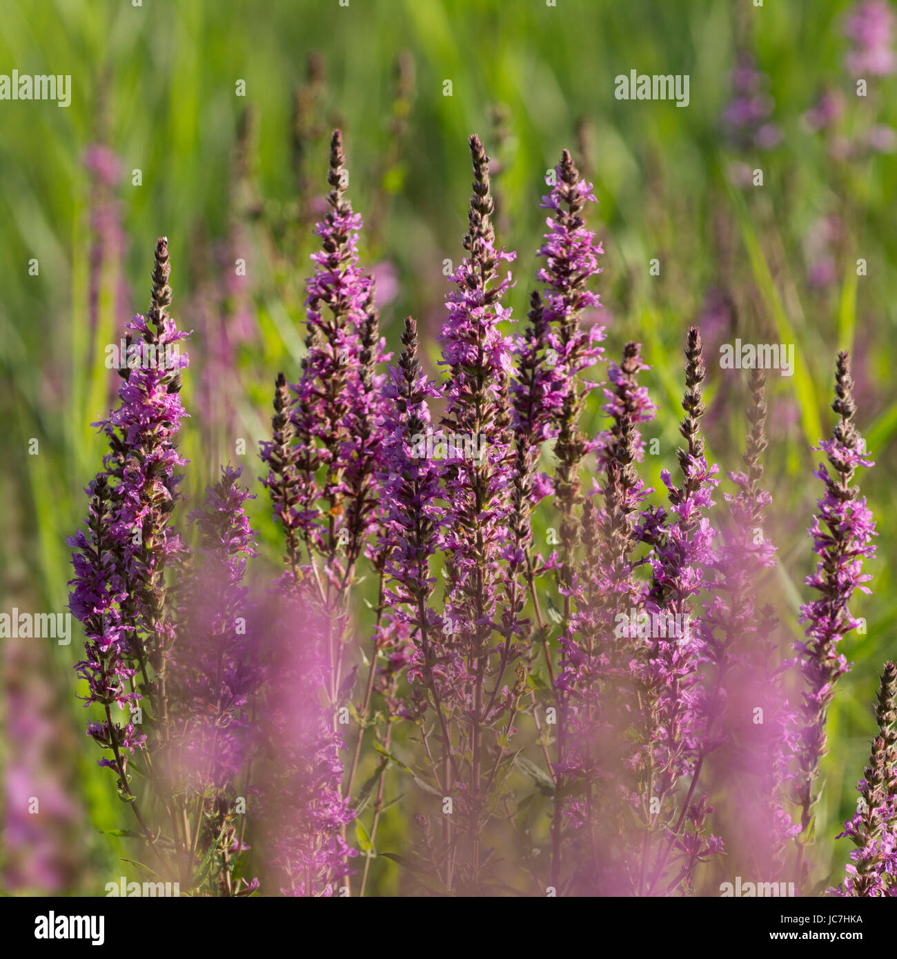 medicinal plant reed Stock Photo - Alamy