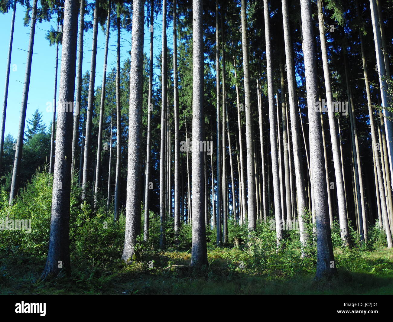 Nadelwalder hi-res stock photography and images - Alamy