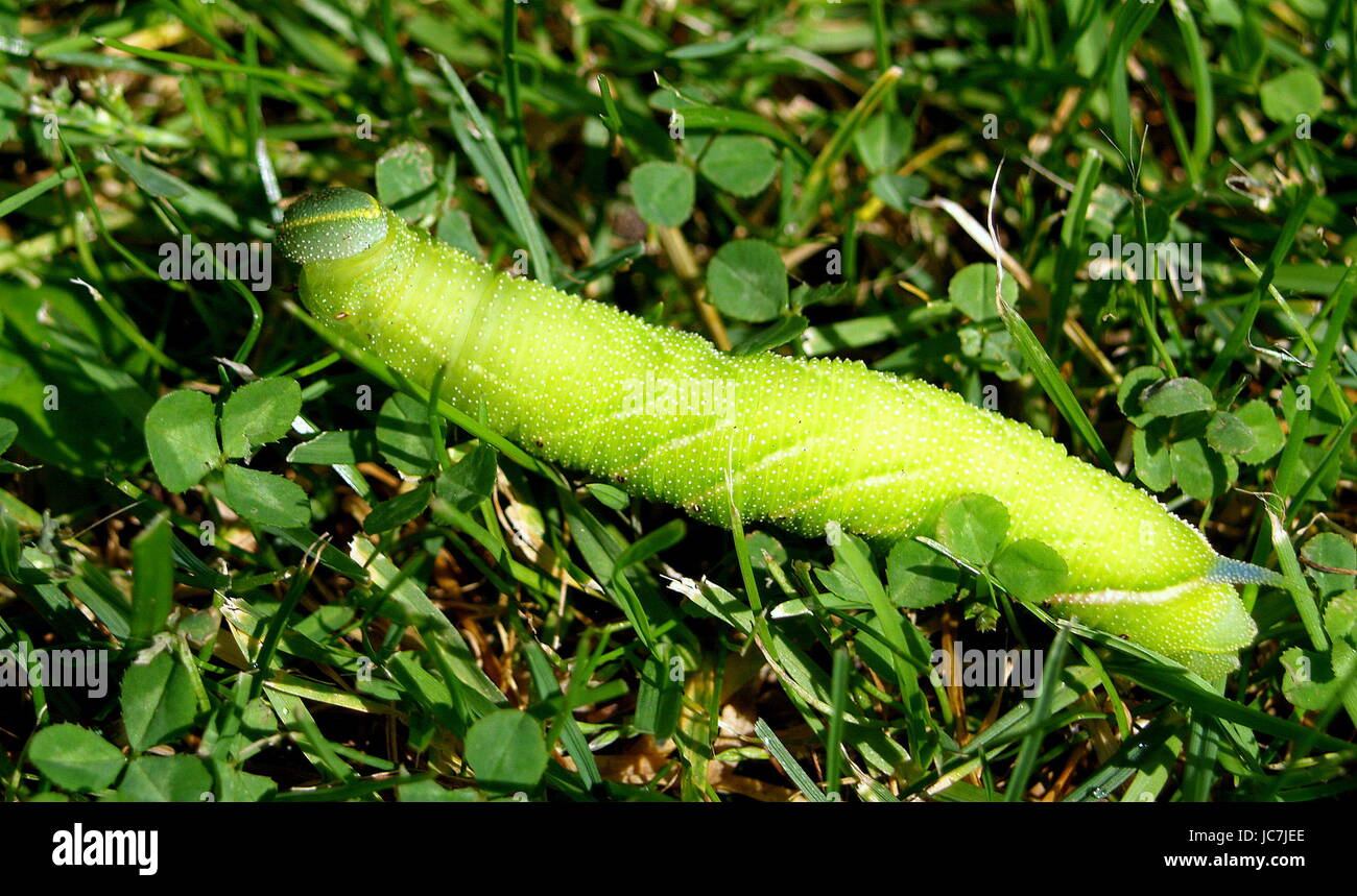 Insect locomotion hi-res stock photography and images - Alamy
