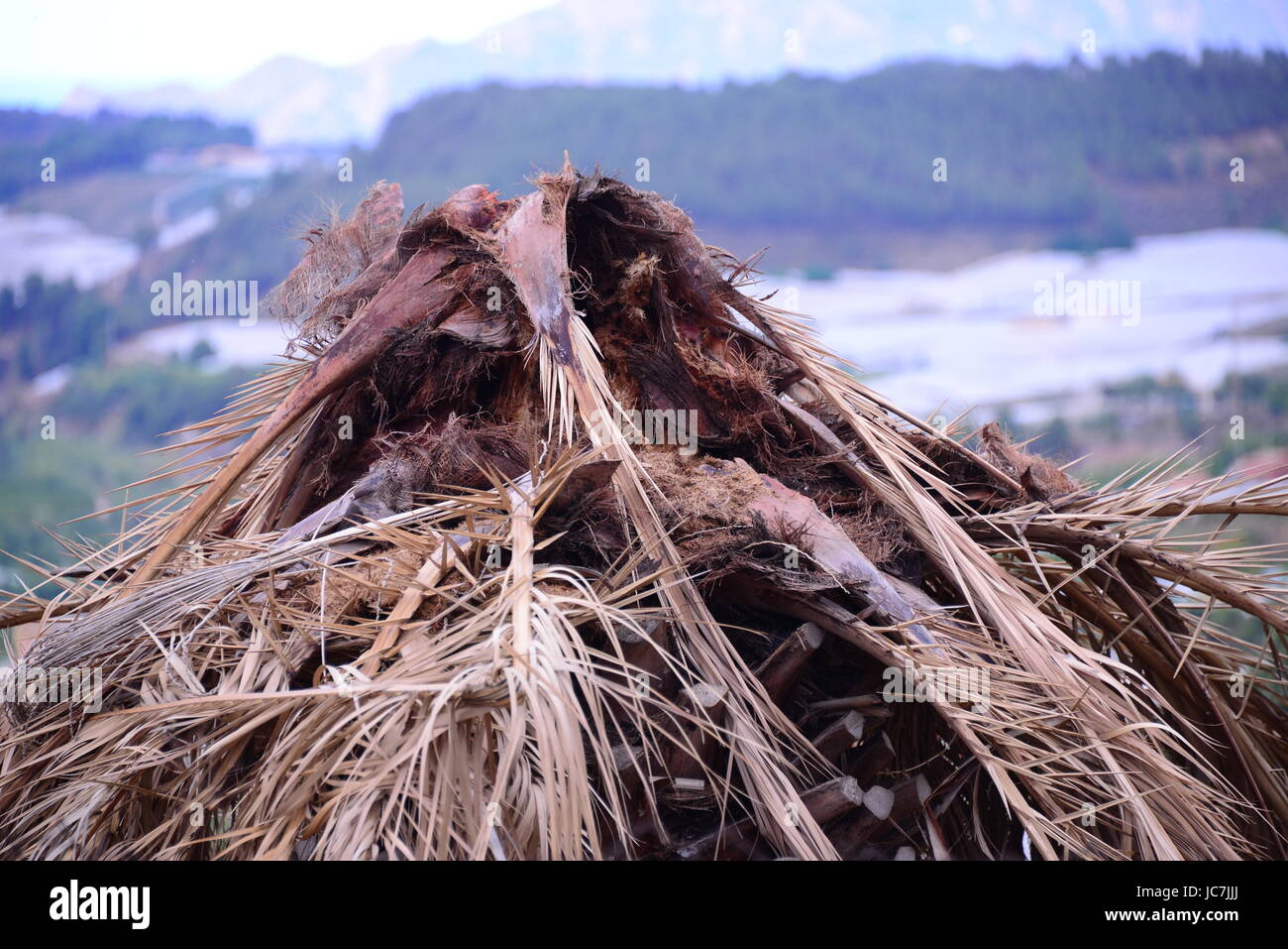 phoenix phoenix canariensis palmera canaria Stock Photo - Alamy