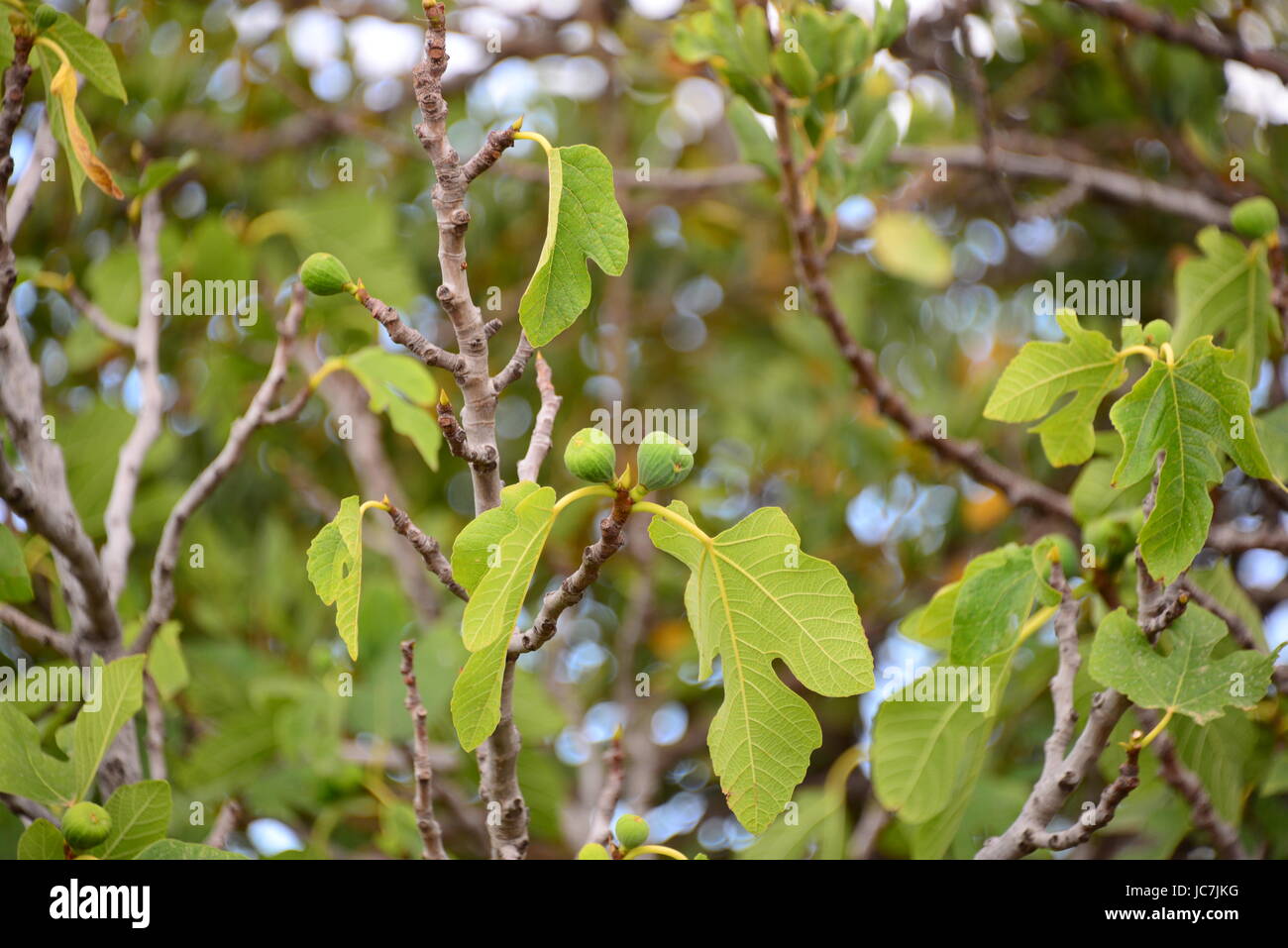 feige at fig tree - spain Stock Photo - Alamy