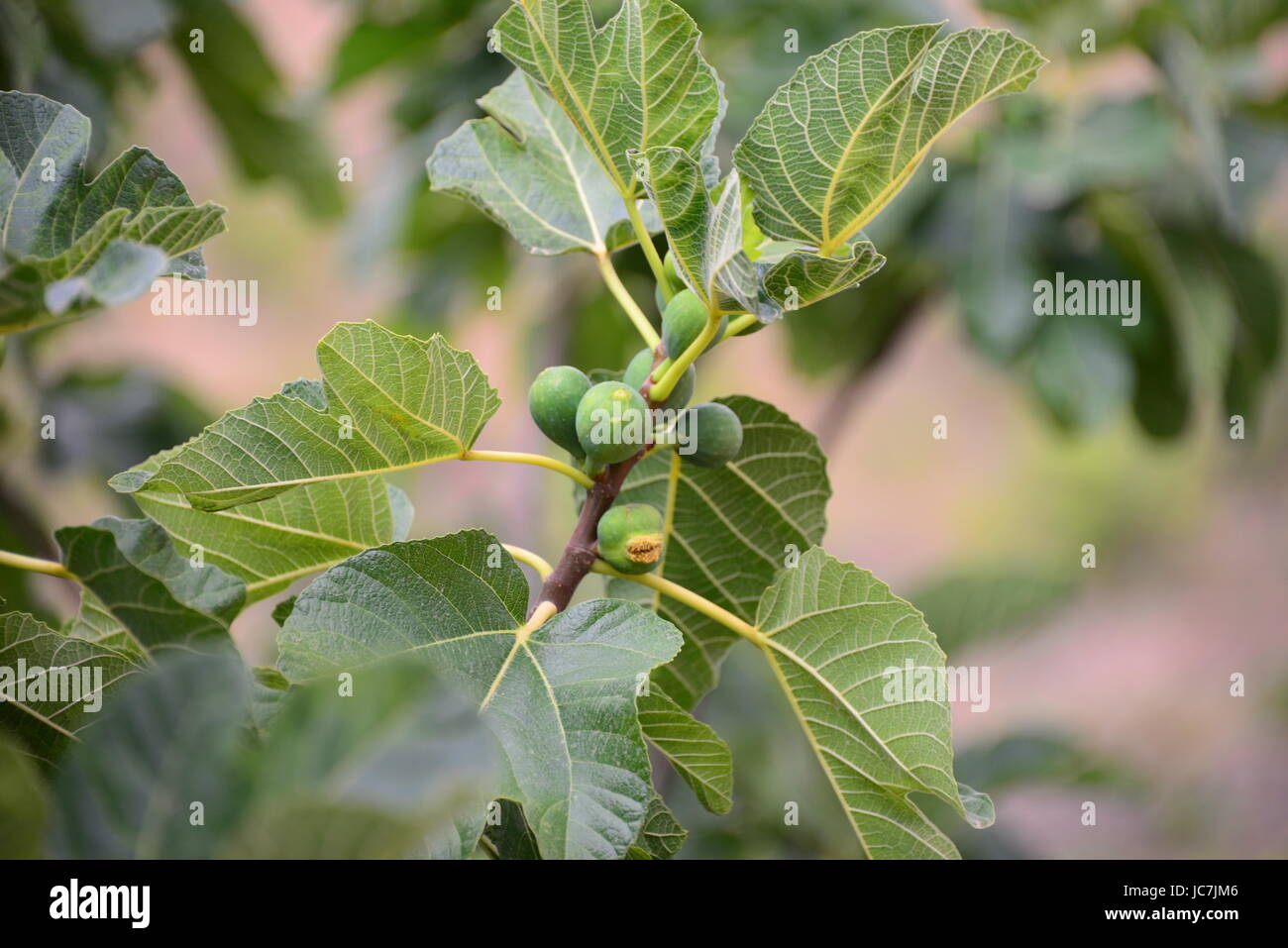 fig fig tree Stock Photo - Alamy