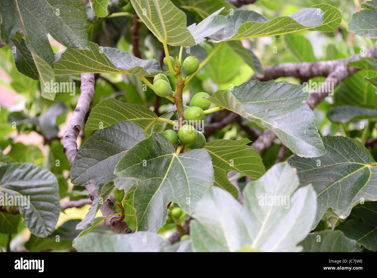 figs on the tree - spain Stock Photo - Alamy