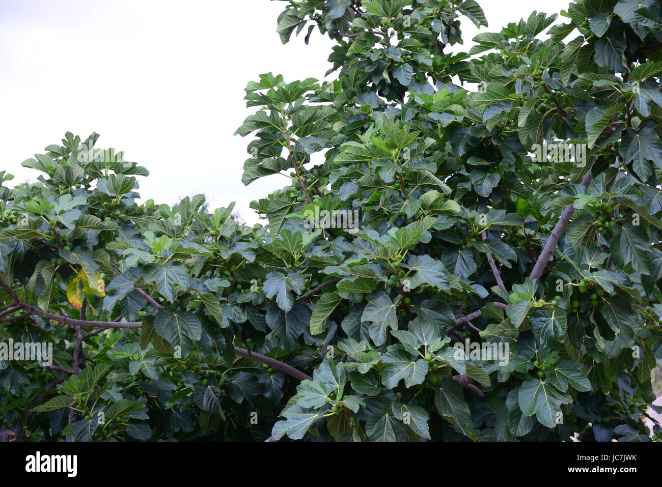 figs on the tree - spain Stock Photo - Alamy