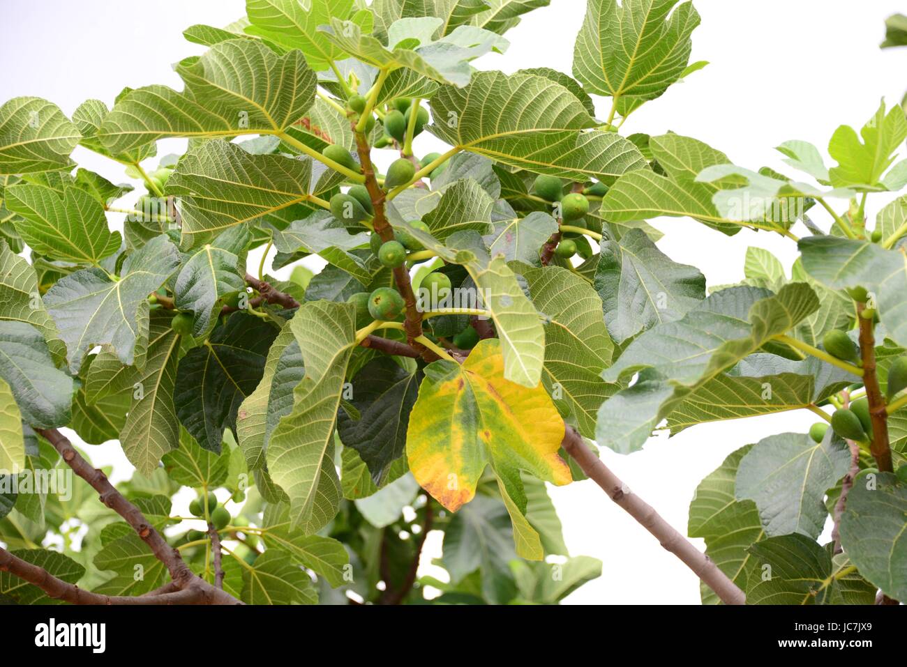 figs on the tree - spain Stock Photo - Alamy