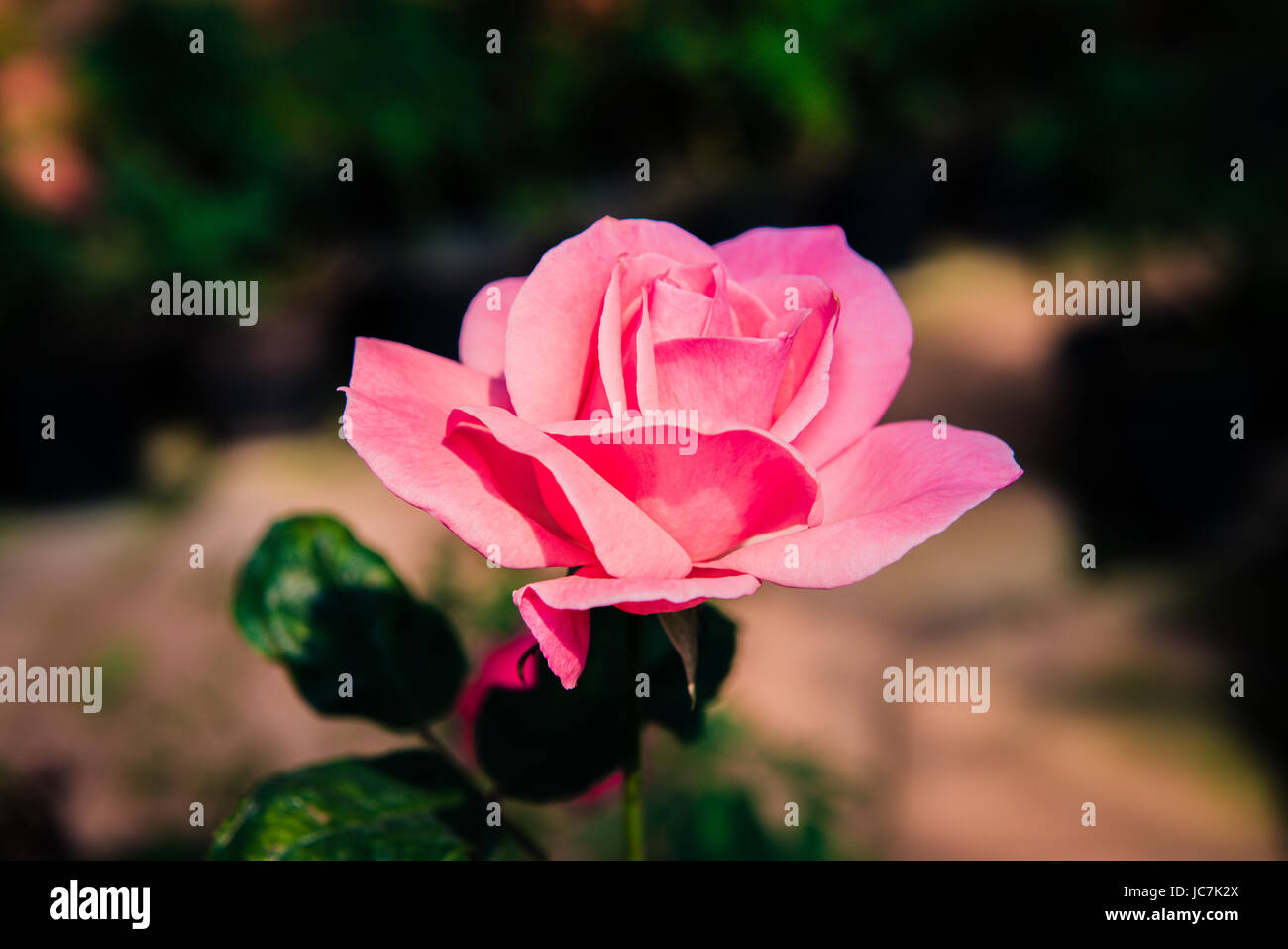 blooming rose flower in the garden Stock Photo - Alamy