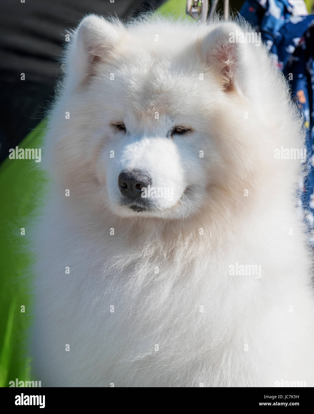 Portrait of an adult Samoyed Stock Photo - Alamy