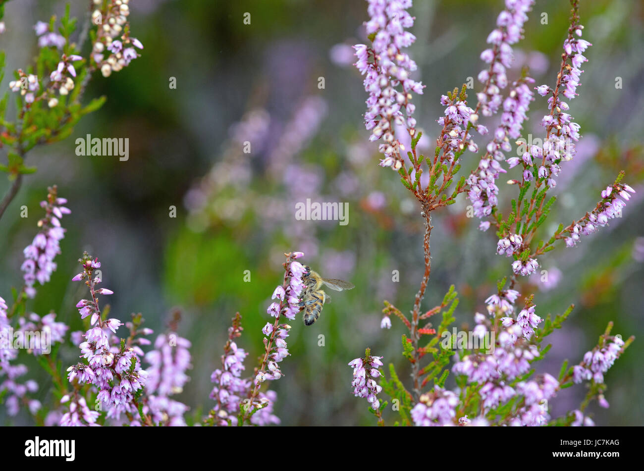 picture of flowering heathers autumn Stock Photo - Alamy