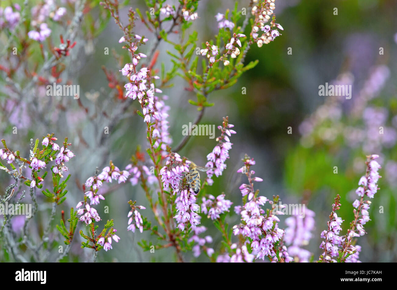 picture of flowering heathers autumn Stock Photo - Alamy