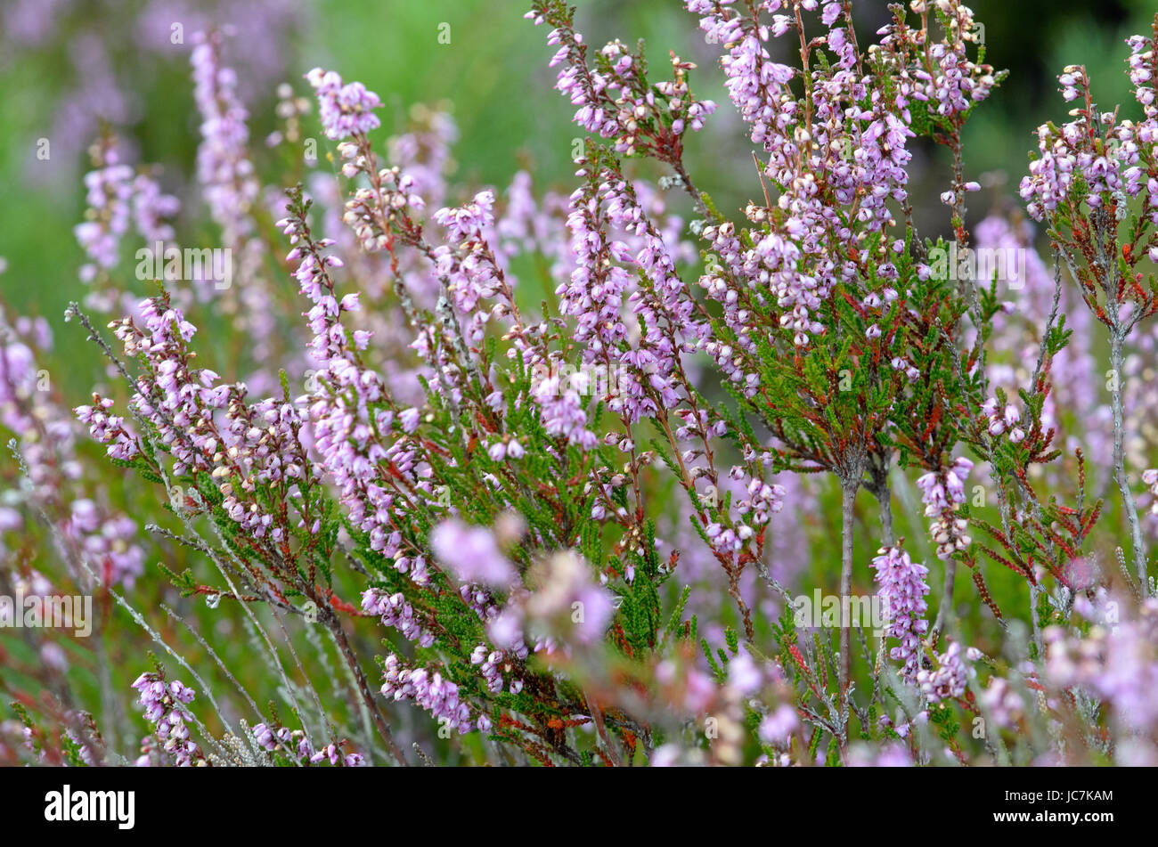 picture of flowering heathers autumn Stock Photo - Alamy