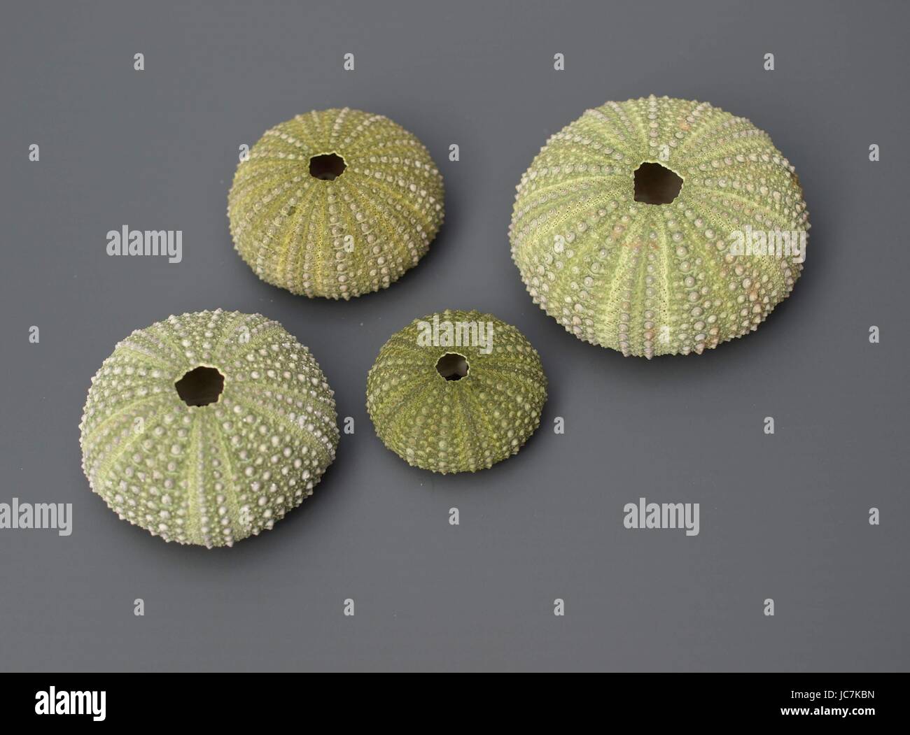 inner limestone skeleton (endoskeleton) of sea urchins Stock Photo - Alamy