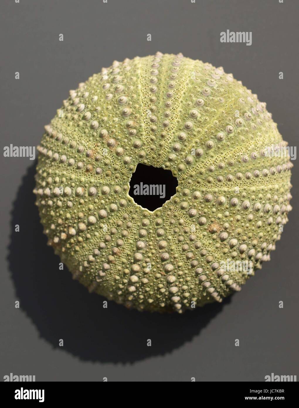 interior limestone skeleton (endoskeleton) of a sea urchin Stock Photo ...