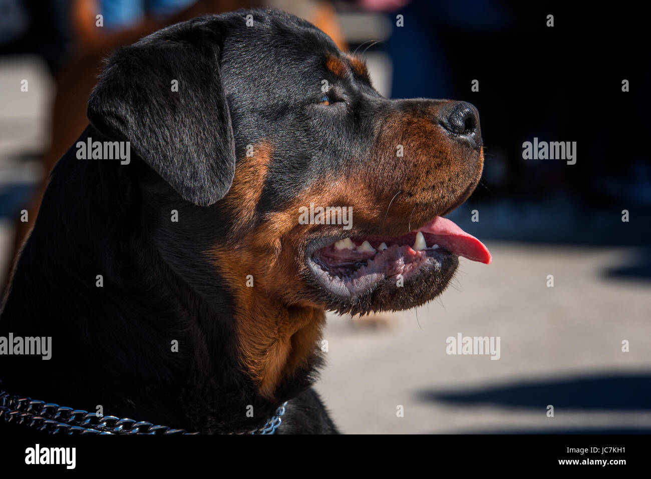 Portrait of an adult rotwailer Stock Photo - Alamy