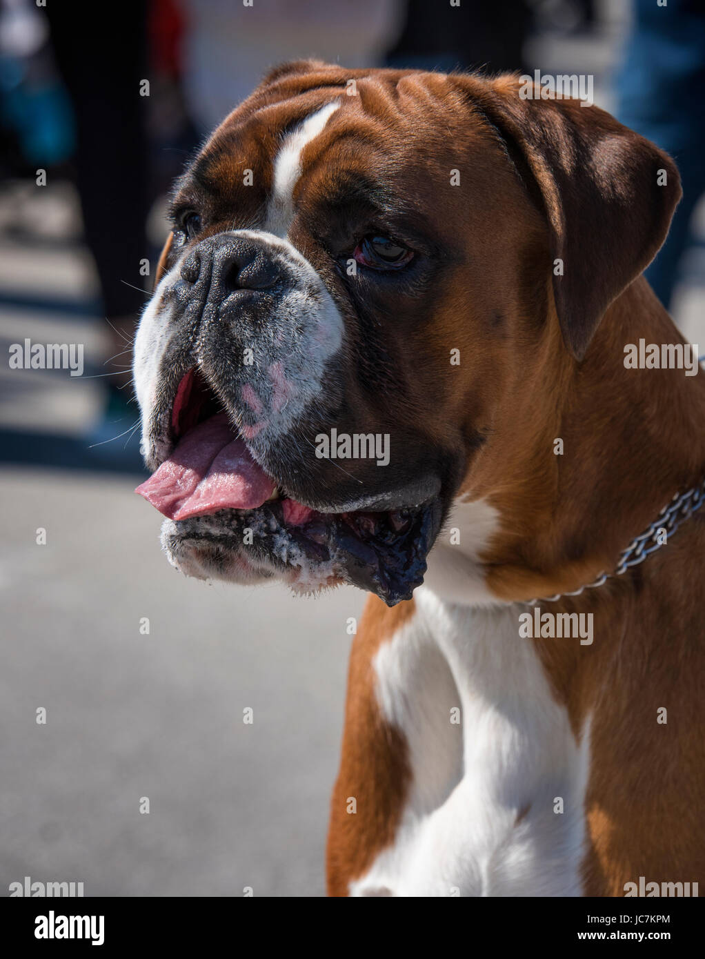 Portrait of an adult German boxer Stock Photo - Alamy