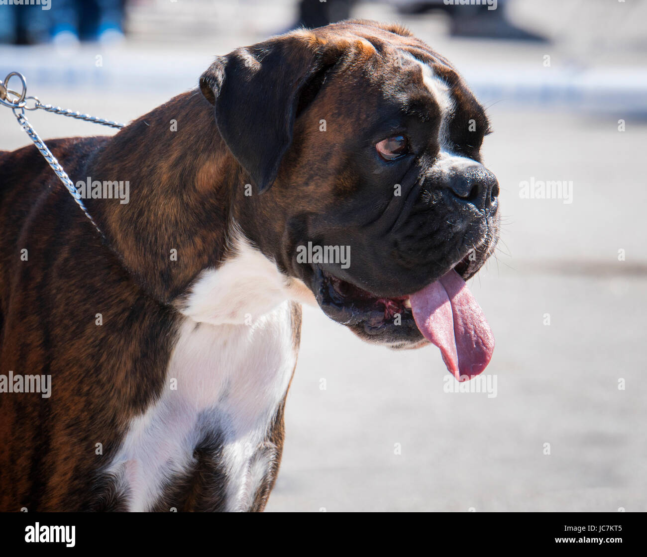 Portrait of an adult German boxer Stock Photo - Alamy