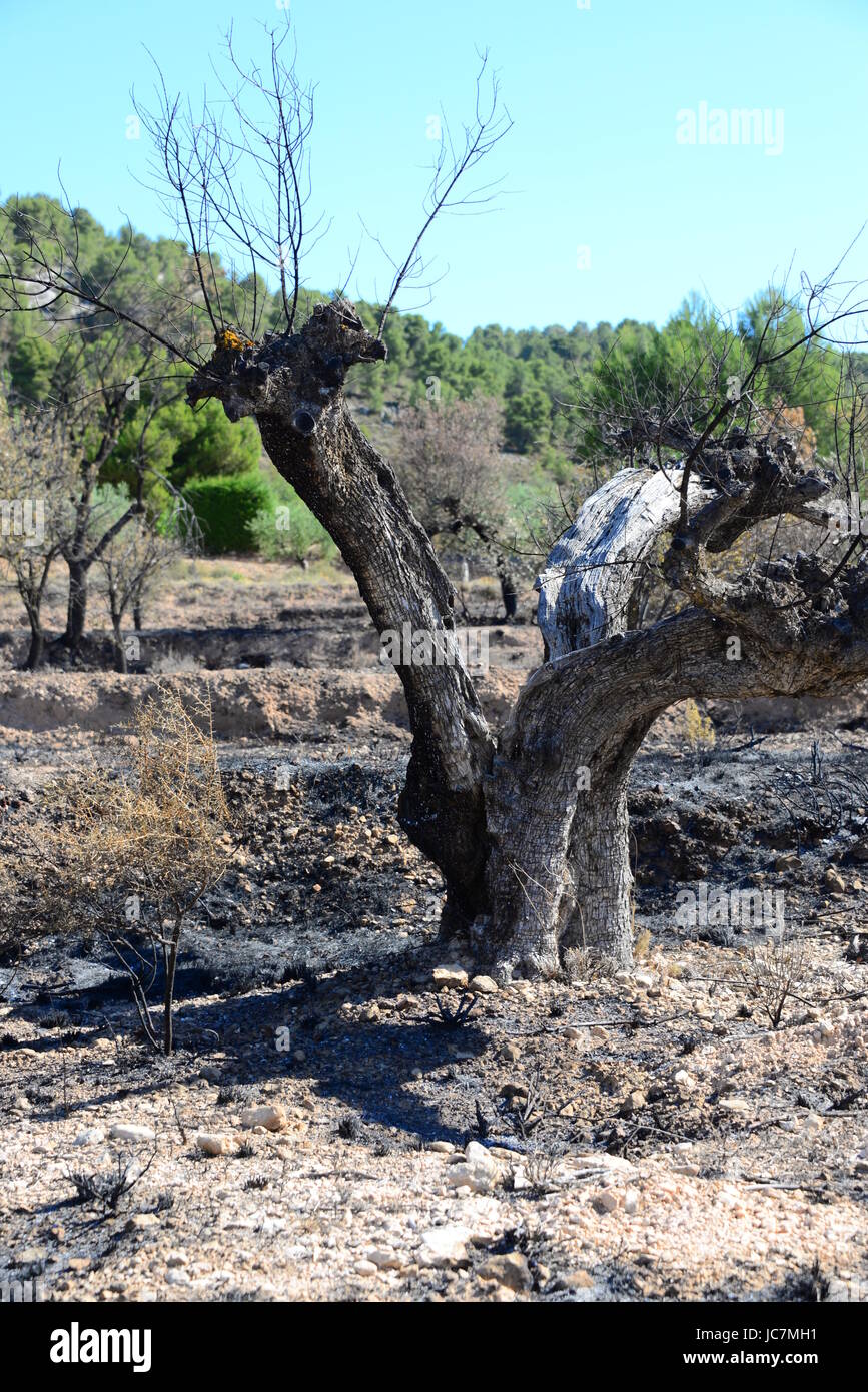 Branches of fire hi-res stock photography and images - Alamy