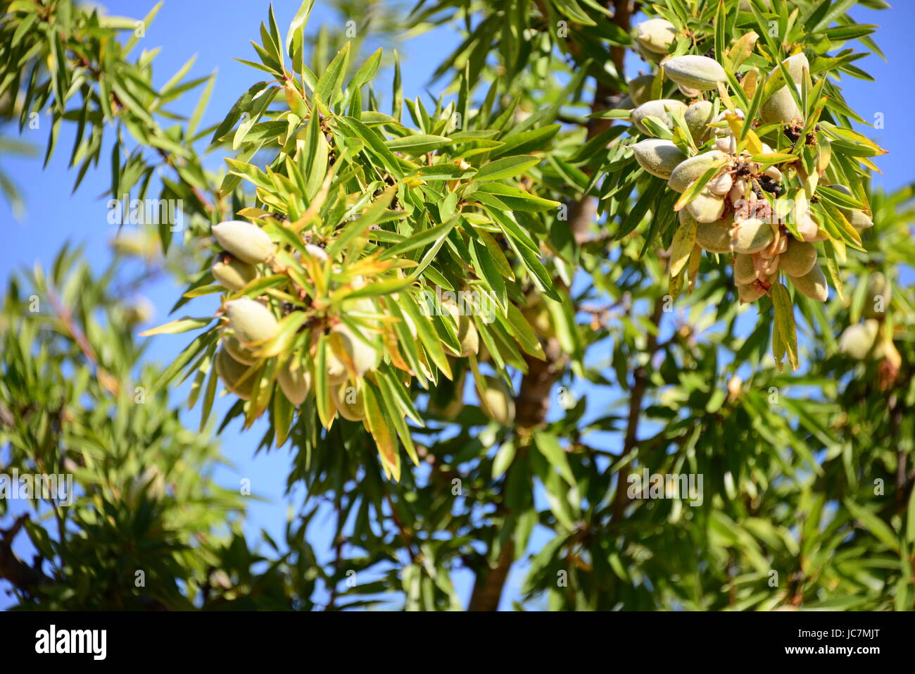 almond just before the harvest - spain Stock Photo - Alamy