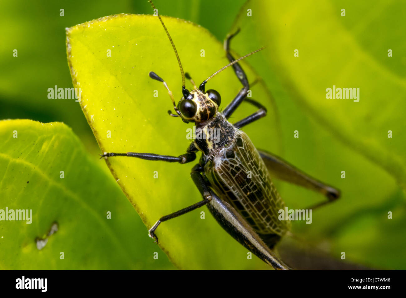 Big grasshopper insect standing on a leaf Stock Photo - Alamy