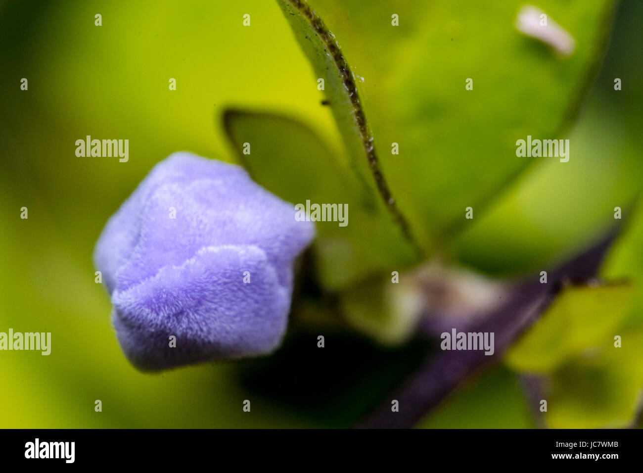 Flower closed hi-res stock photography and images - Alamy