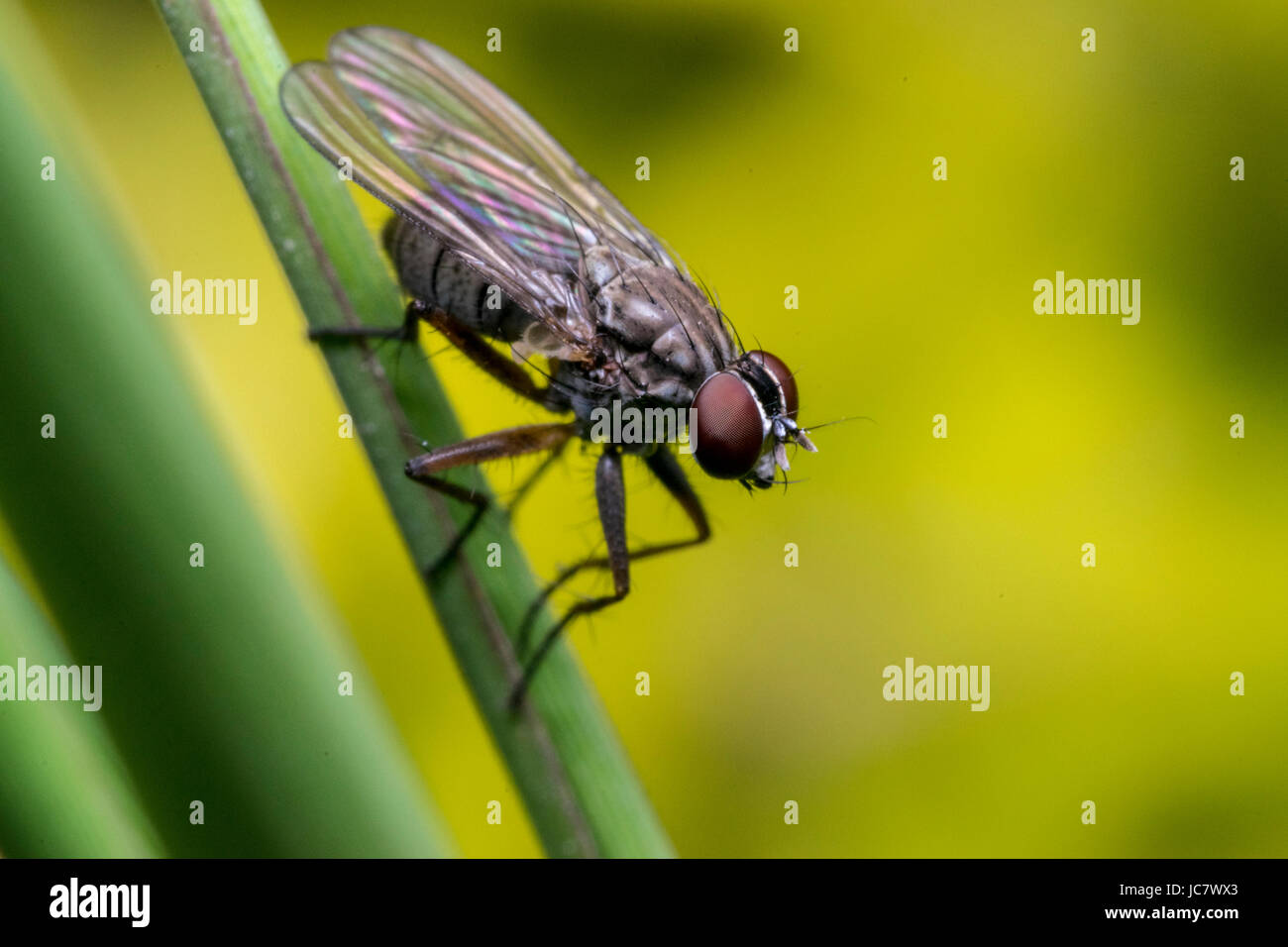 Small fly hi-res stock photography and images - Alamy