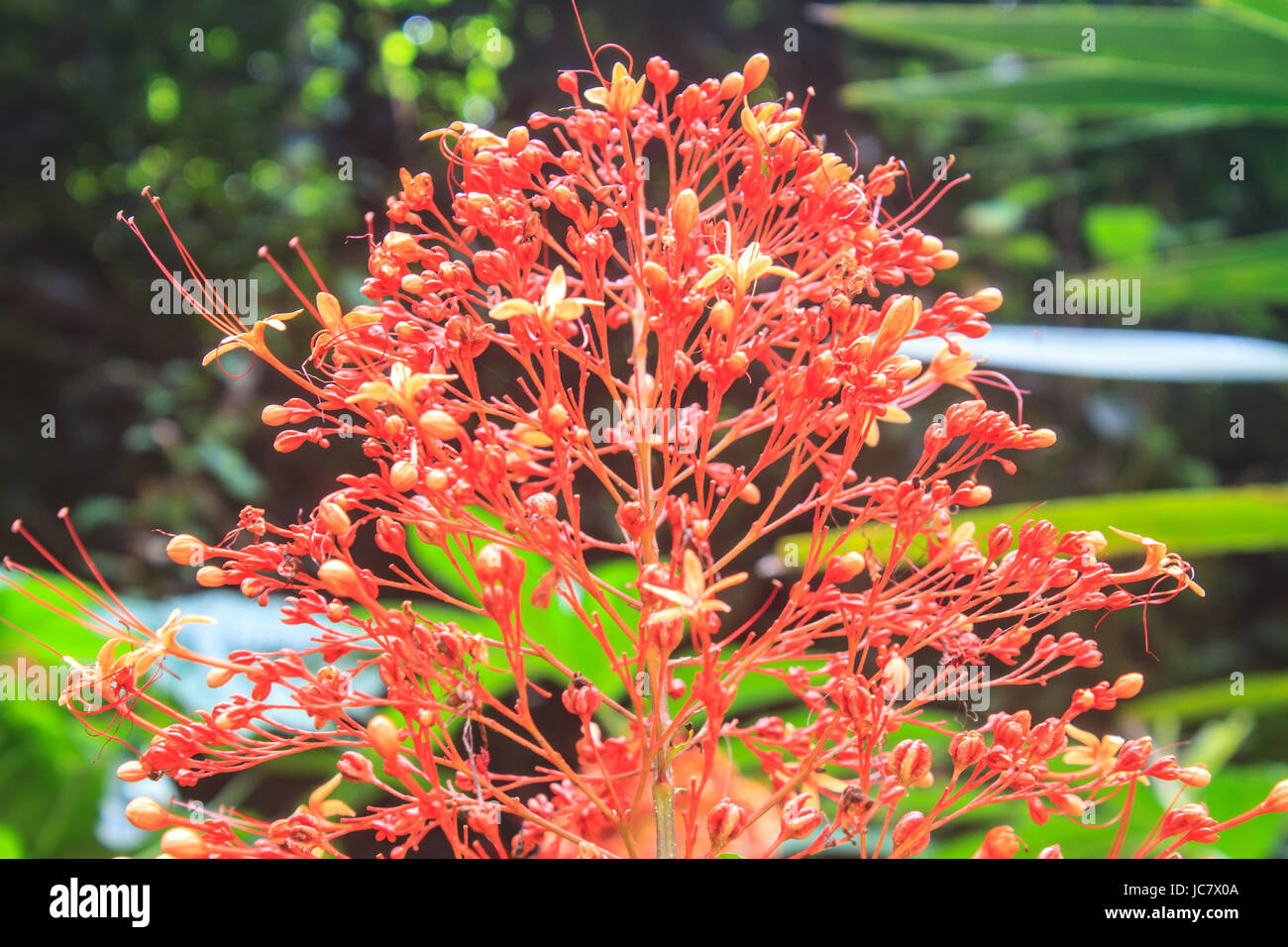 red flowers of Clerodendrum Paniculatum or Pagoda Flower Stock Photo ...